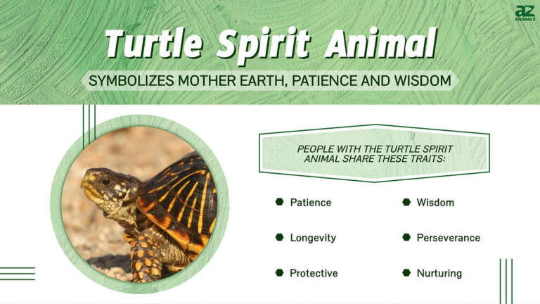 What Does A Turtle Represent In The Bible - Eternal Bible